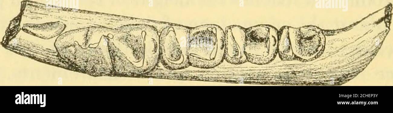 Trigonid hi-res stock photography and images - Alamy