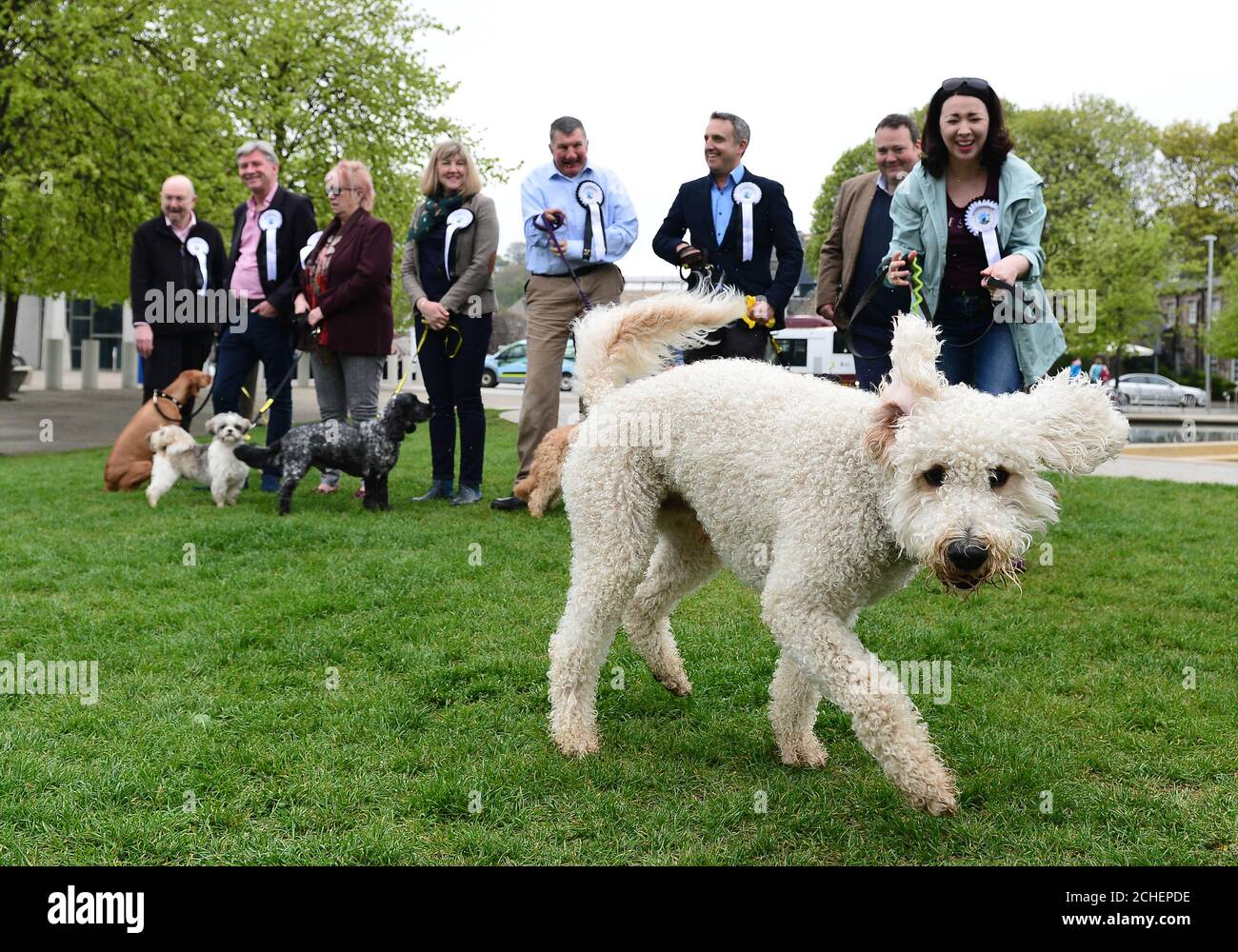 EDITORIAL USE ONLY Cuillin, a Labrador cross Poodle, belonging to ...