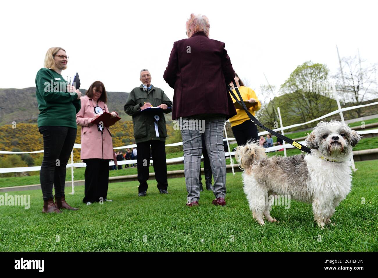 Rocky the Lhasa Apso belonging to Christine Graham MSP, at this year's ...