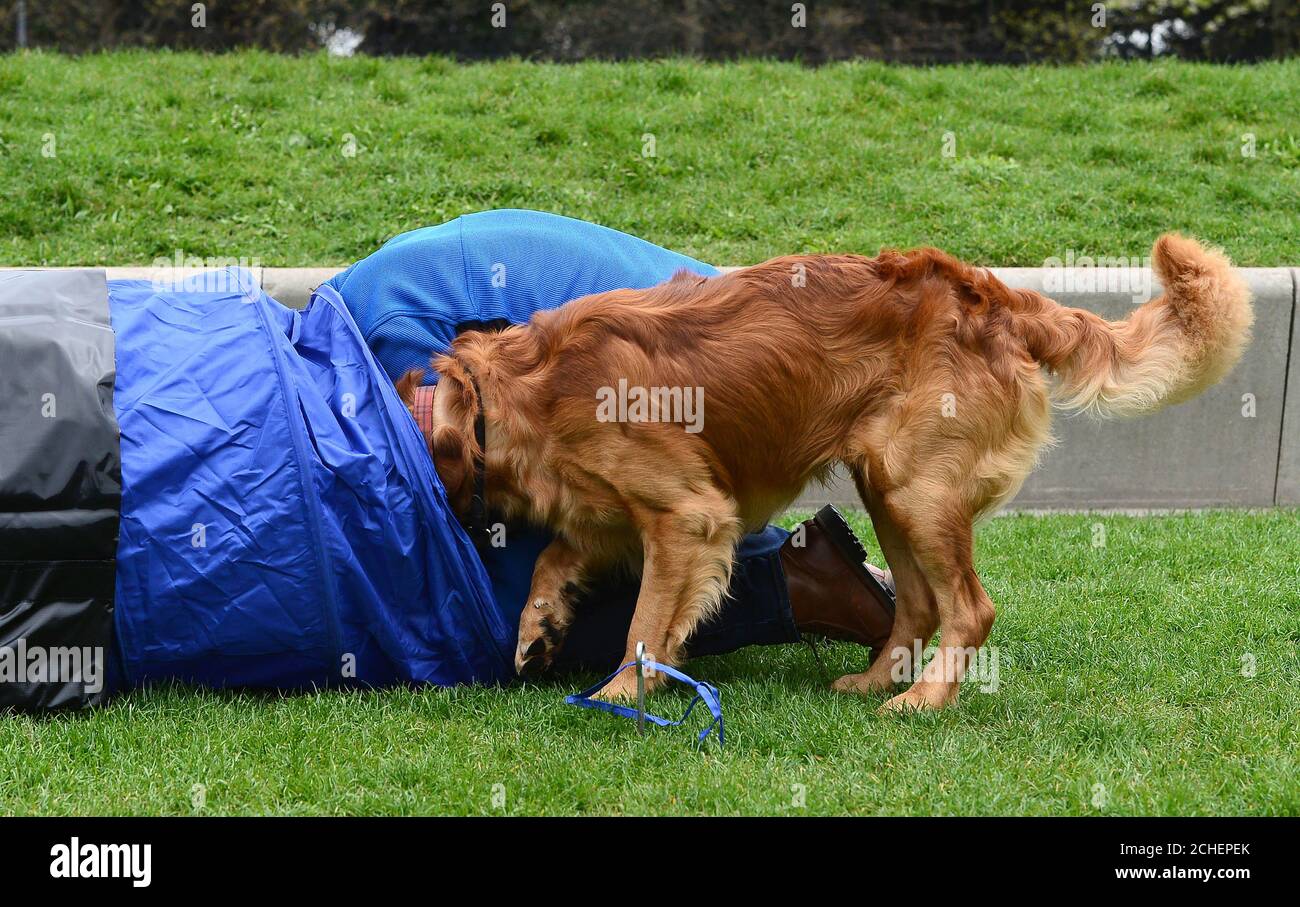 EDITORIAL USE ONLY Buster, a Golden Retriever belonging to David ...