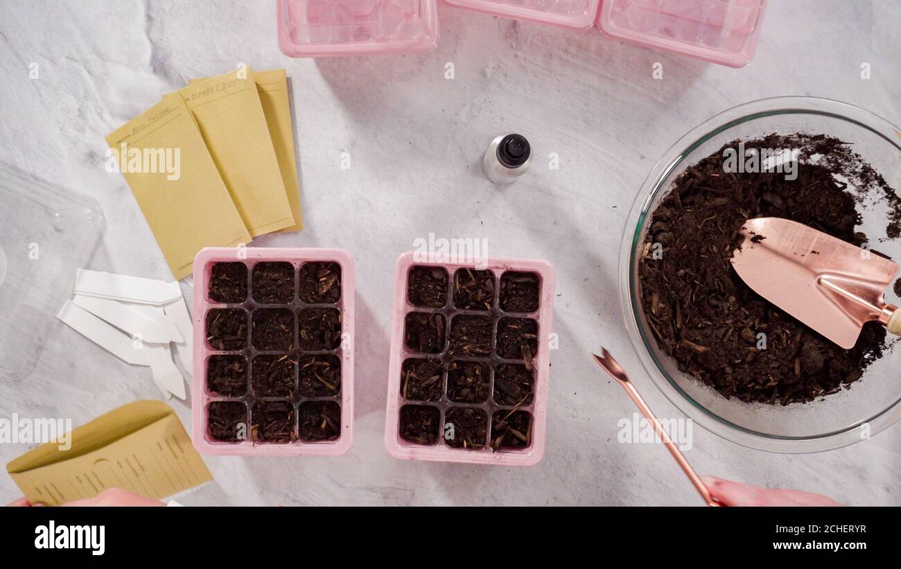 Flat lay. Planting seeds in seed propagator with soil Stock Photo - Alamy