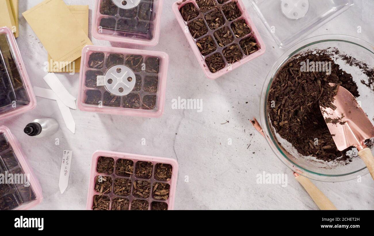 Flat lay. Planting seeds in seed propagator with soil Stock Photo - Alamy