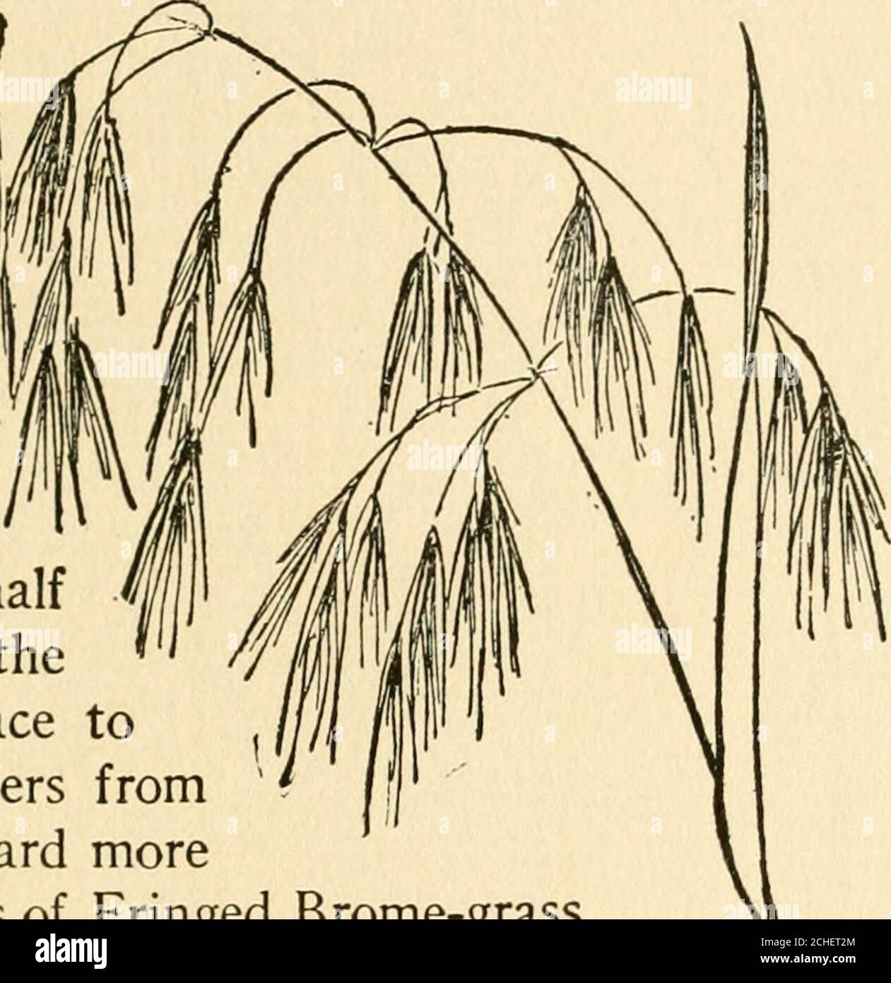 . The book of grasses : an illustrated guide to the common grasses, and ...