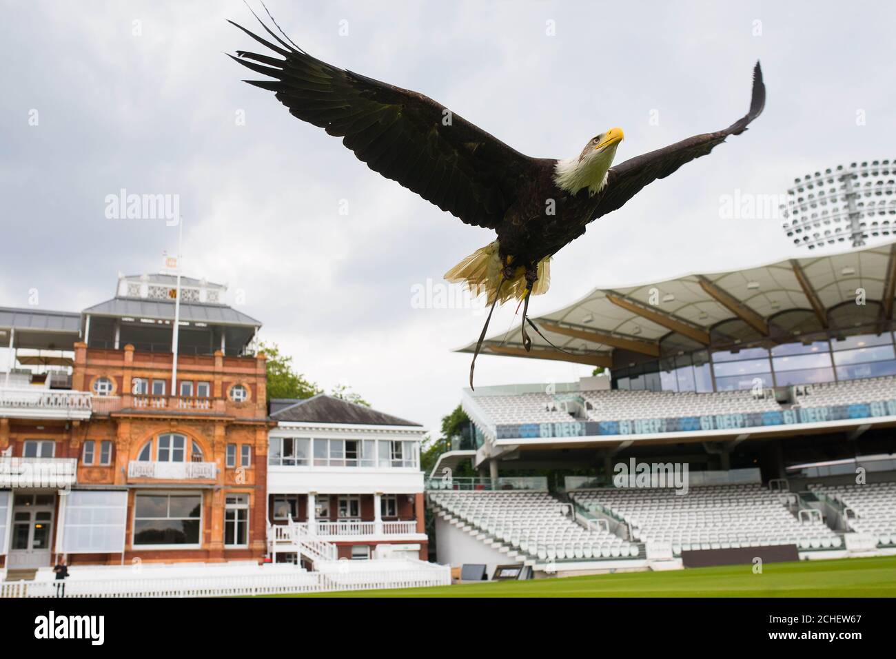 EDITORIAL USE ONLY Wolf the Eagle, employed by Wolf Blass Wines as its ...