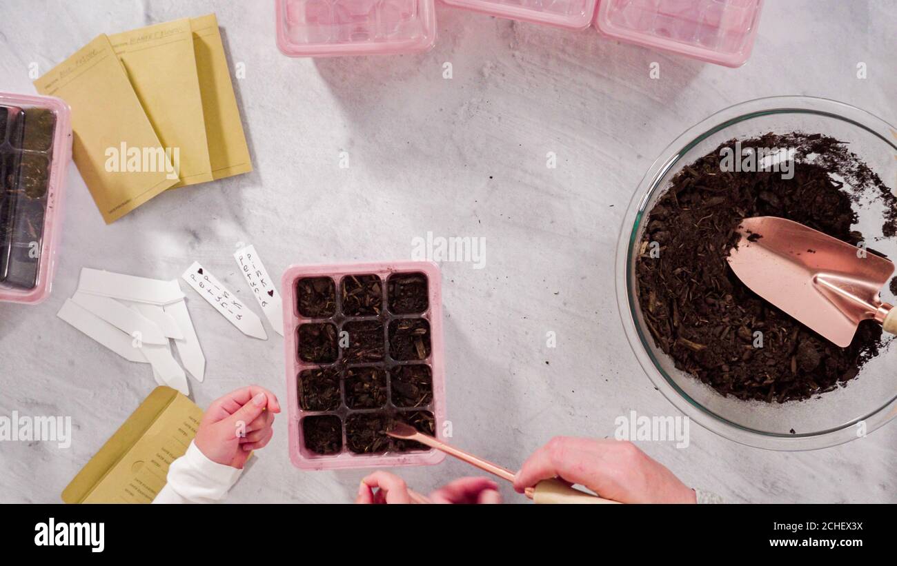 Flat lay. Little girl helping planting seeds in seed propagator with ...