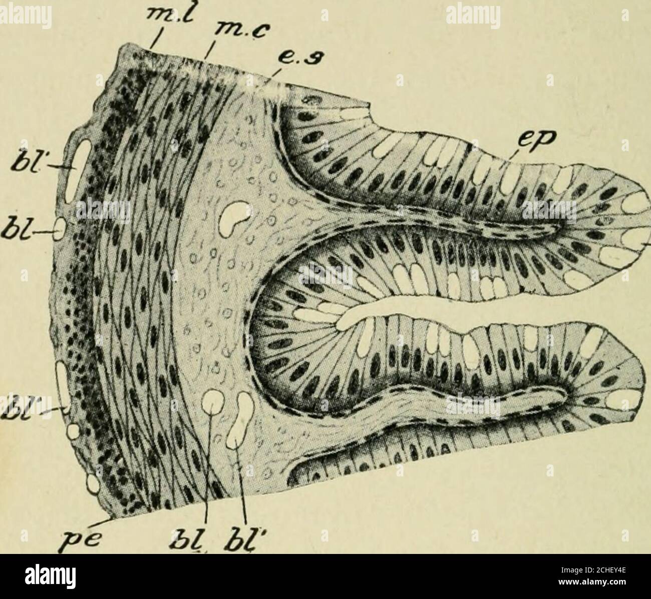 . The biology of the frog . e, oval vacuole, the inner end of which is ...
