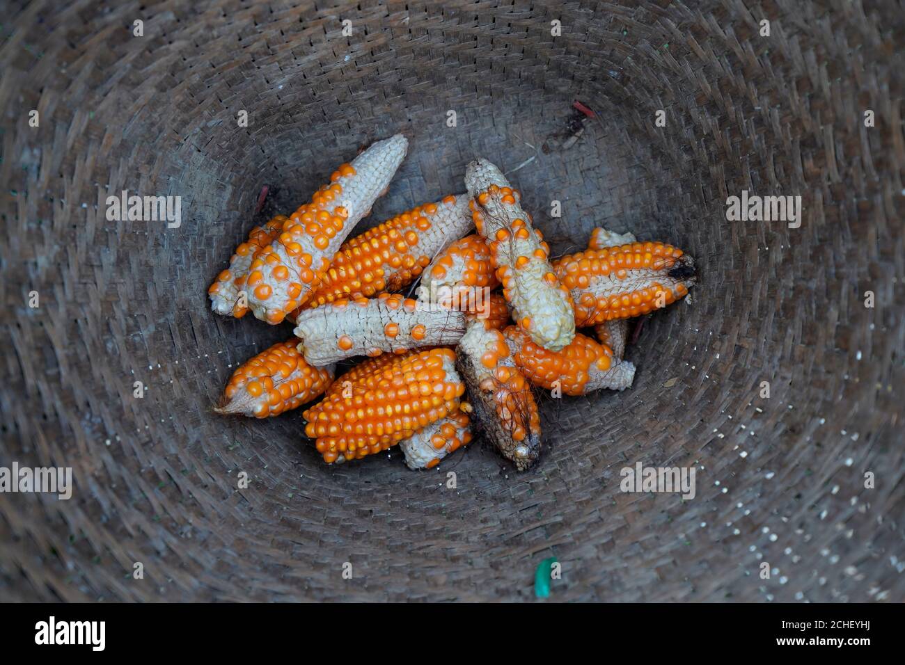 Inside cornfield hi-res stock photography and images - Alamy