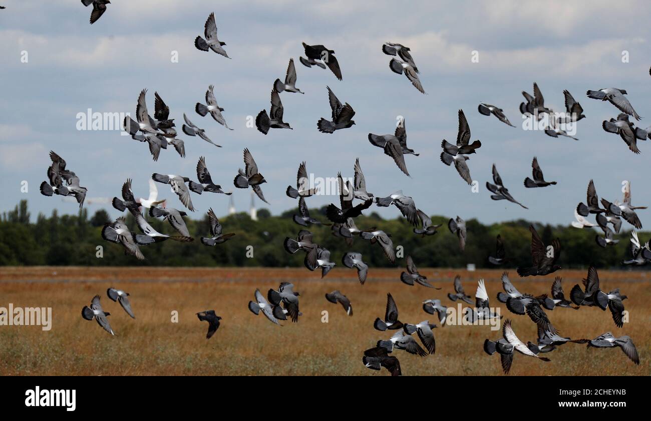 Berlin germany pigeons hi-res stock photography and images - Alamy
