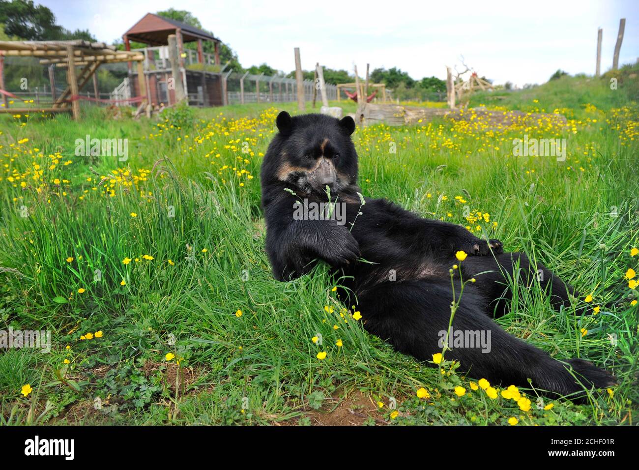 EDITORIAL USE ONLY Rasu, a male Spectacled Bear looks around the ...