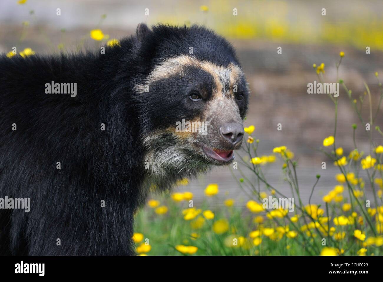 EDITORIAL USE ONLY Madidi, a female Spectacled Bear looks around the ...