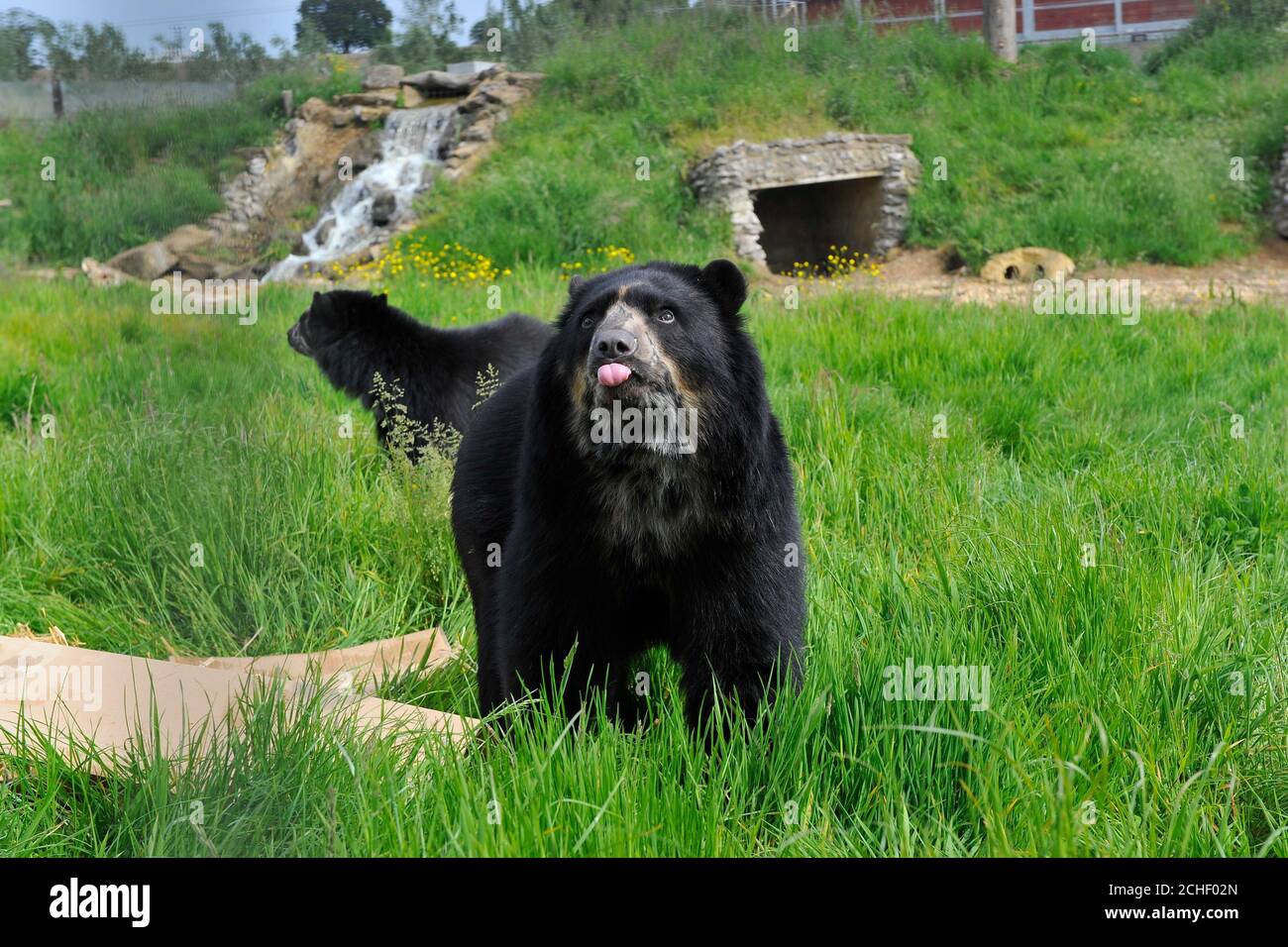 EDITORIAL USE ONLY A pair of Spectacled Bears Madidi (female, left) and ...