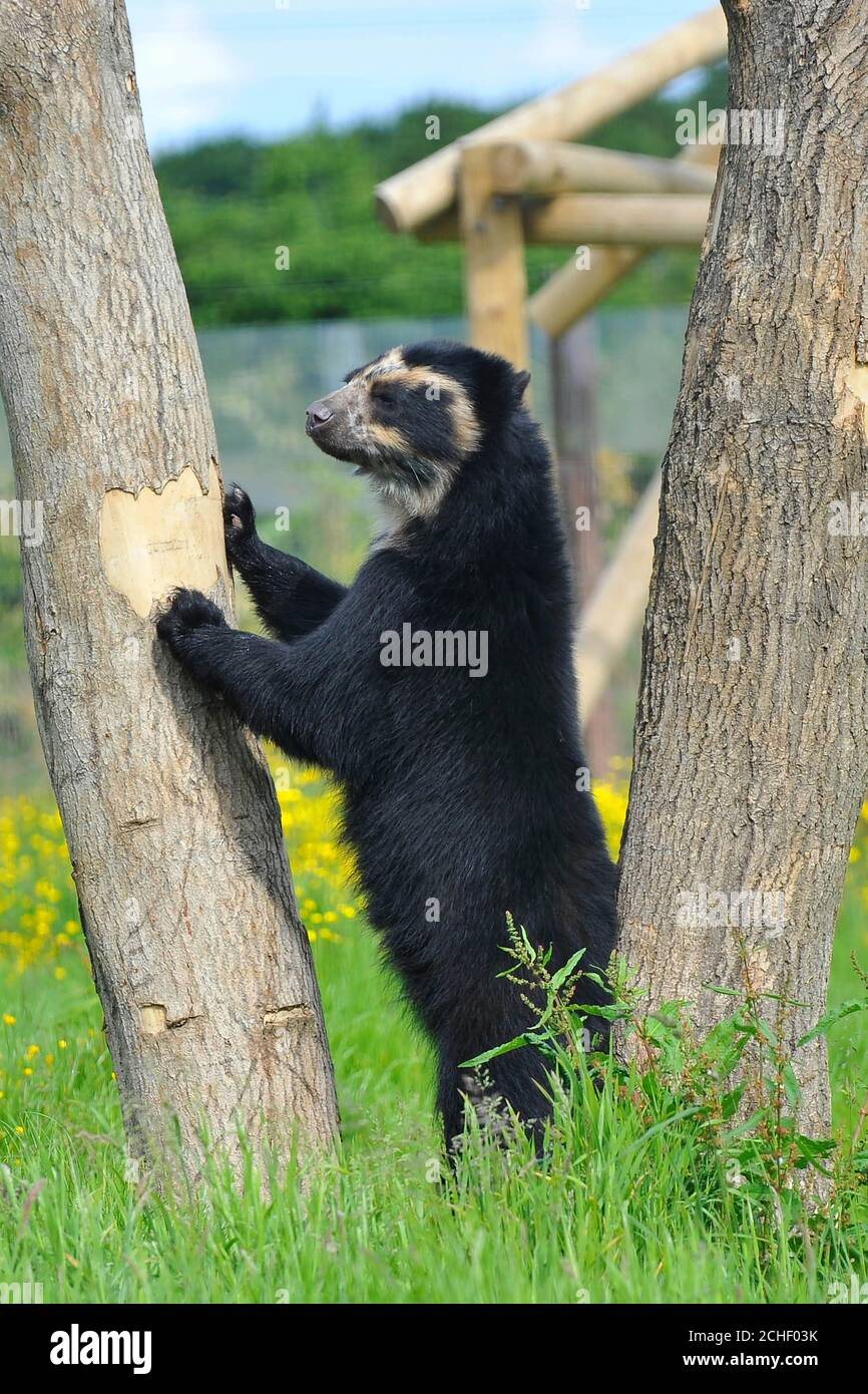 EDITORIAL USE ONLY Madidi, a female Spectacled Bear looks around the ...