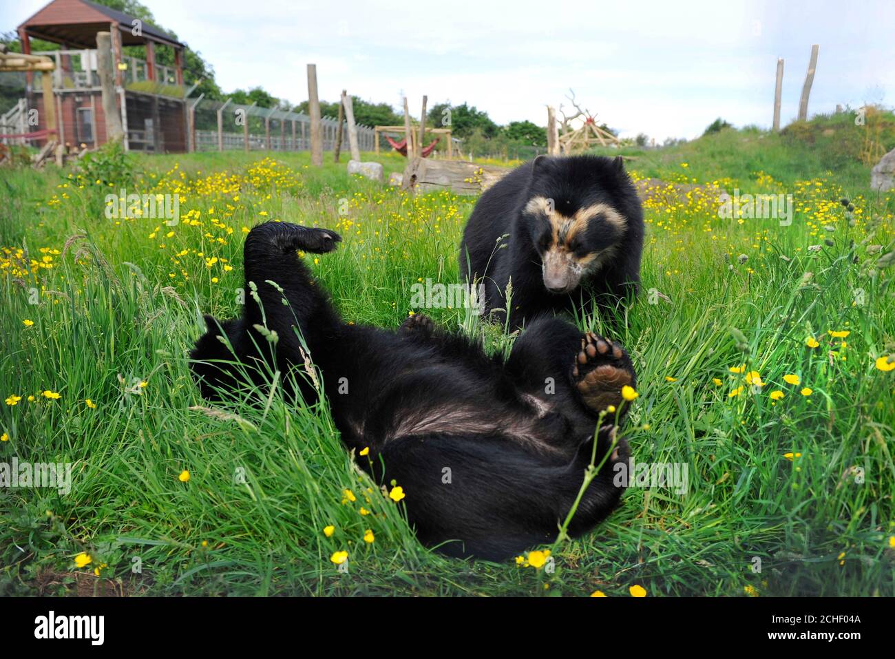 EDITORIAL USE ONLY A pair of Spectacled Bears Rasu (male, left) and ...