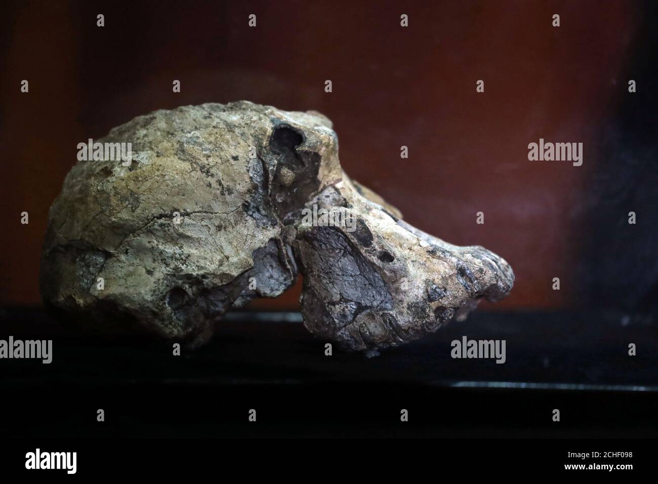 Australopithecus anamensis hi-res stock photography and images - Alamy