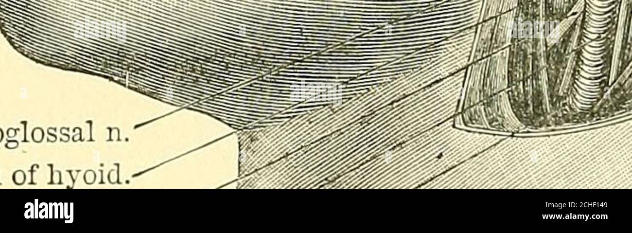 Greater cornu hi-res stock photography and images - Alamy