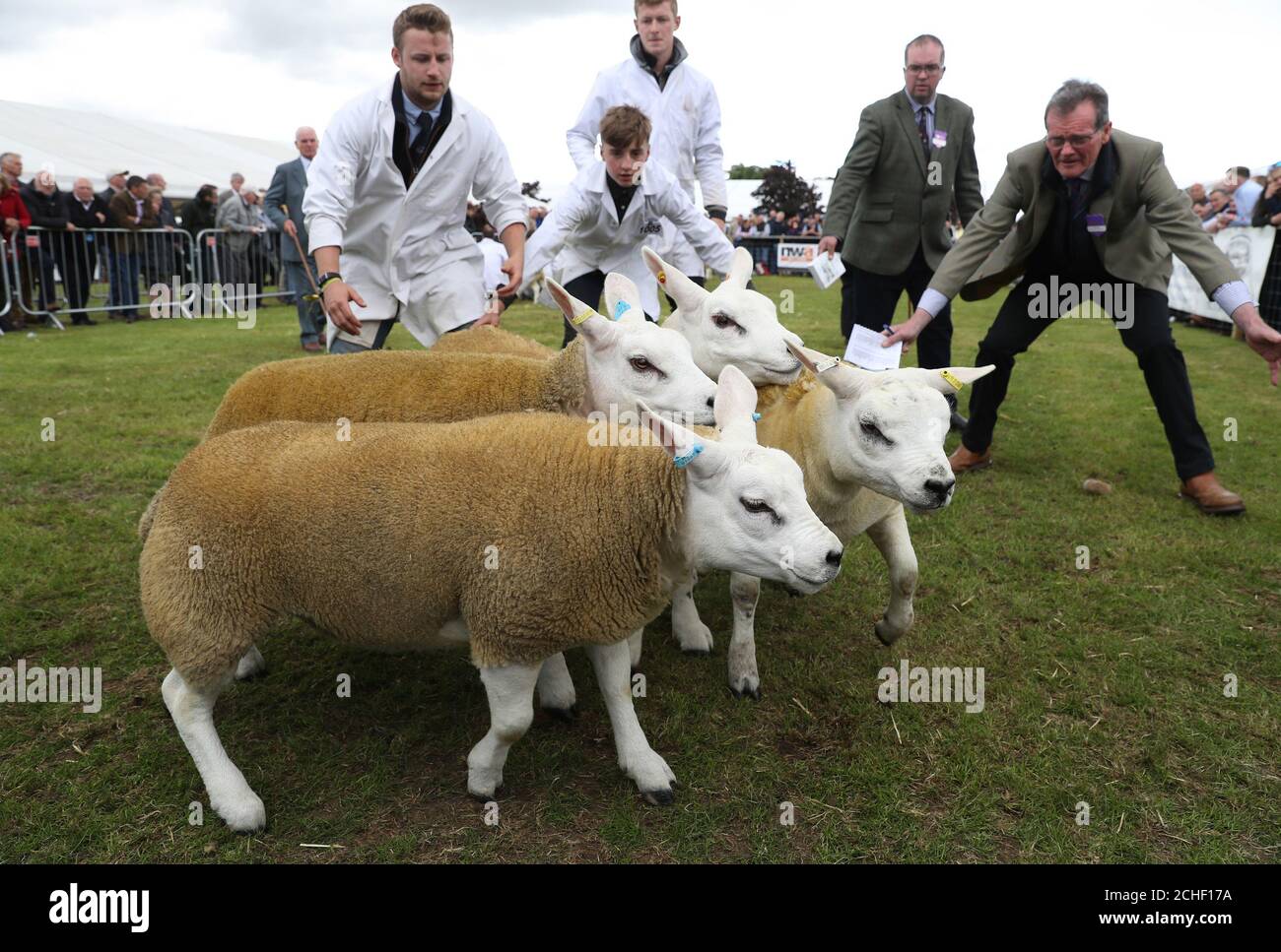 Texel sheep during judging at the the Royal Highland Show being held at ...