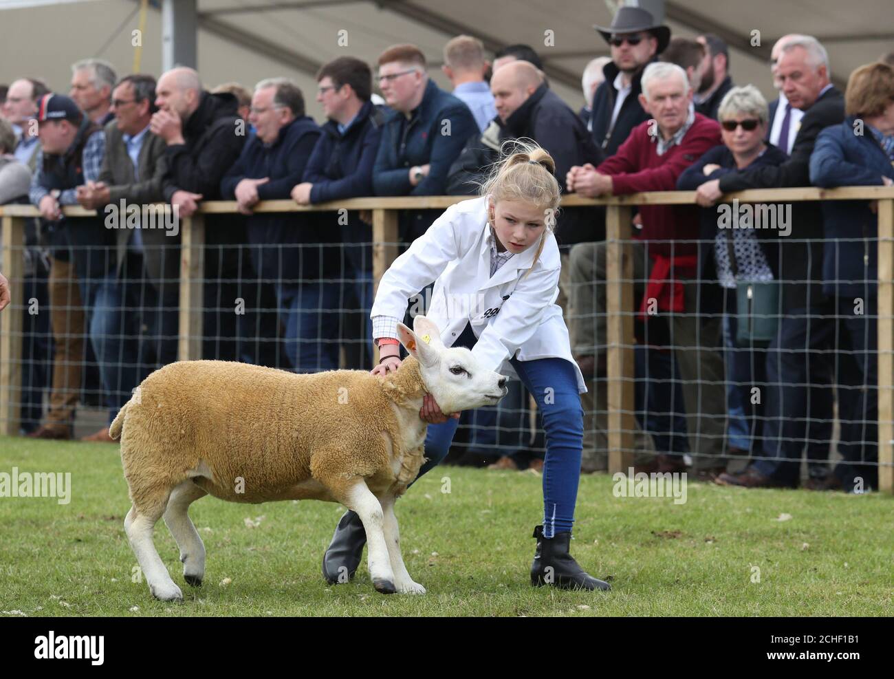 A Texel sheep during judging at the the Royal Highland Show being held ...