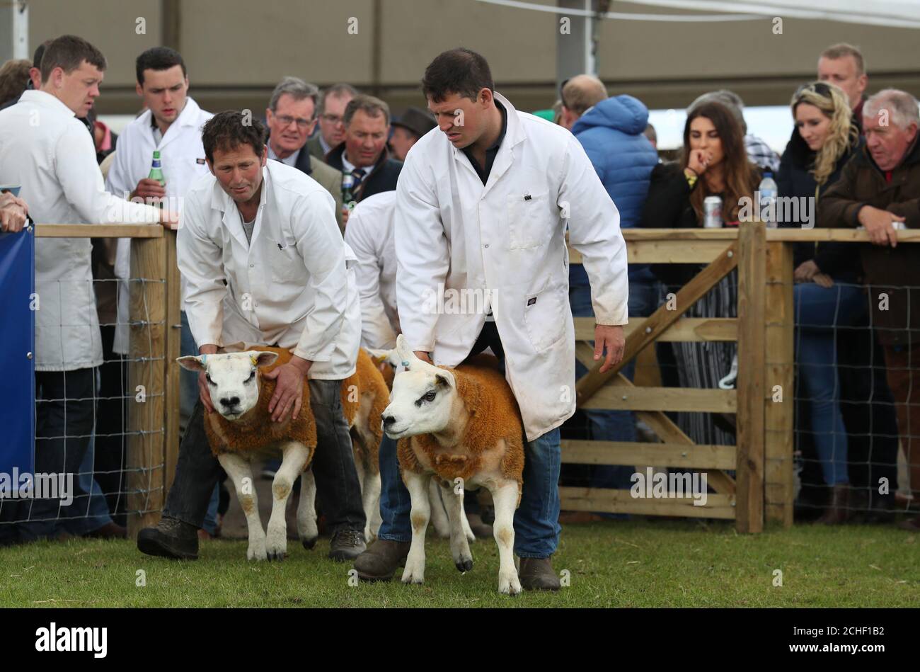 Texel sheep during judging at the the Royal Highland Show being held at ...
