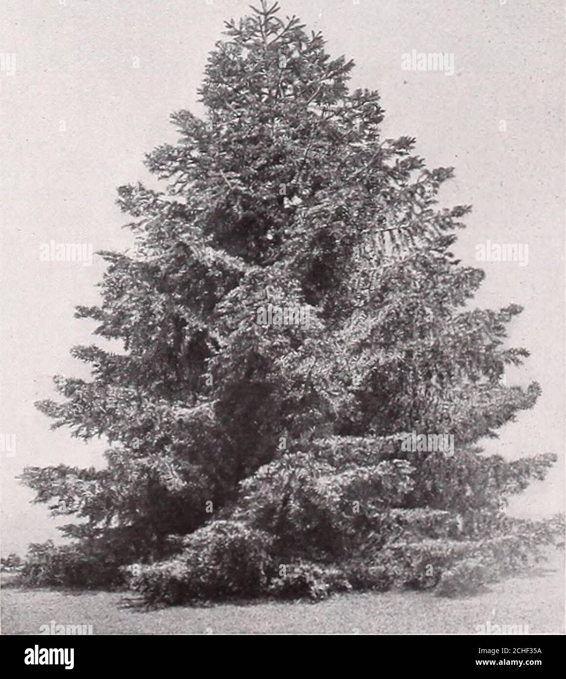 Araucari hi-res stock photography and images - Alamy