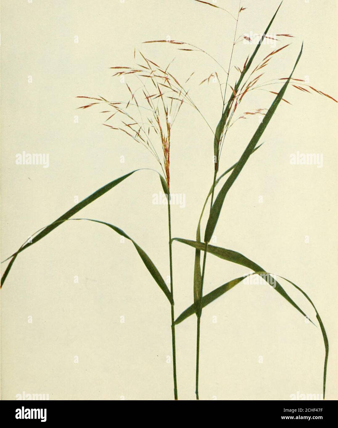 . The book of grasses : an illustrated guide to the common grasses, and ...