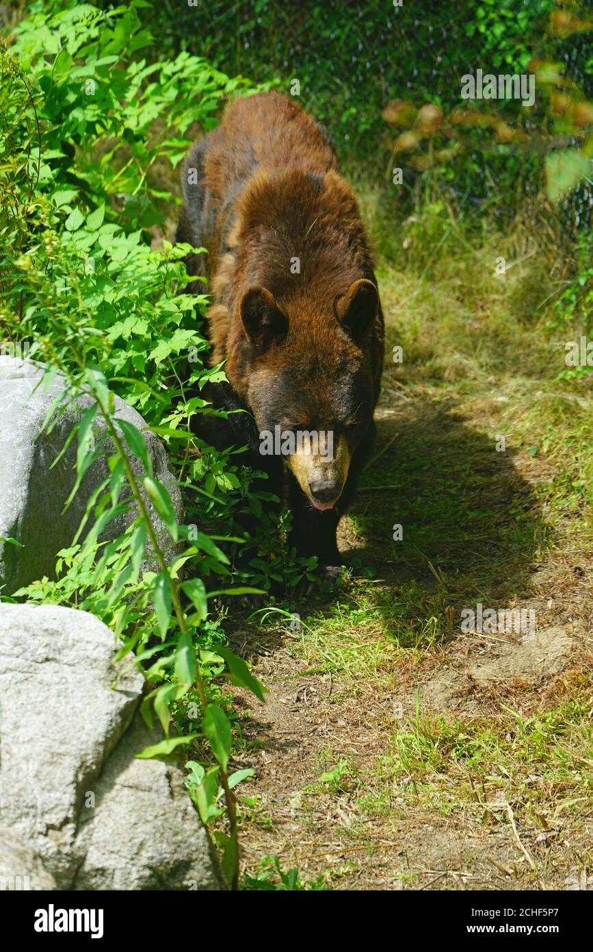 View of a black bear in Maine Stock Photo - Alamy