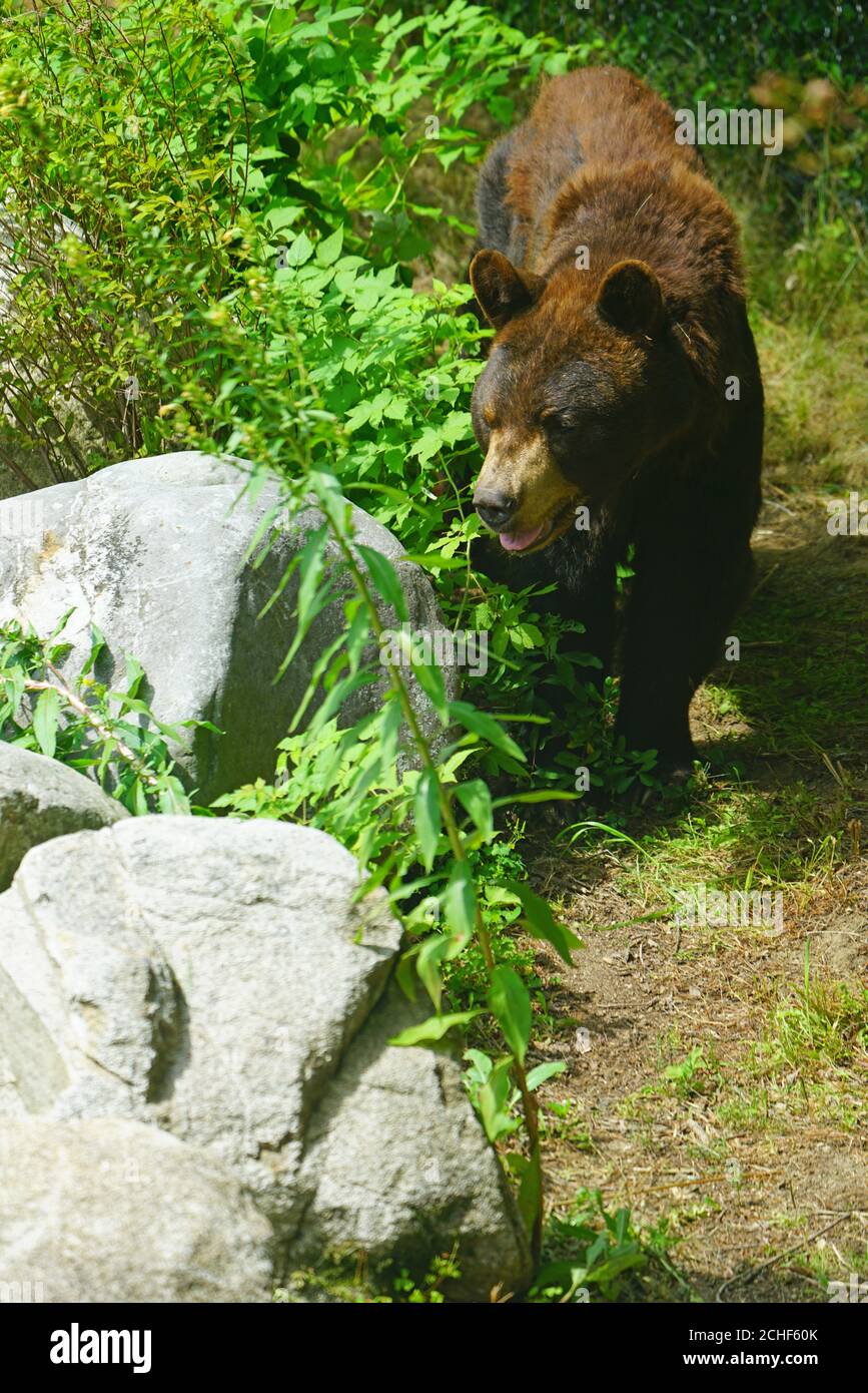 View of a black bear in Maine Stock Photo - Alamy