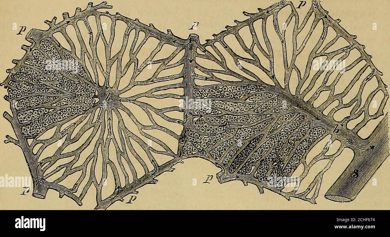 Interlobular veins hi-res stock photography and images - Alamy