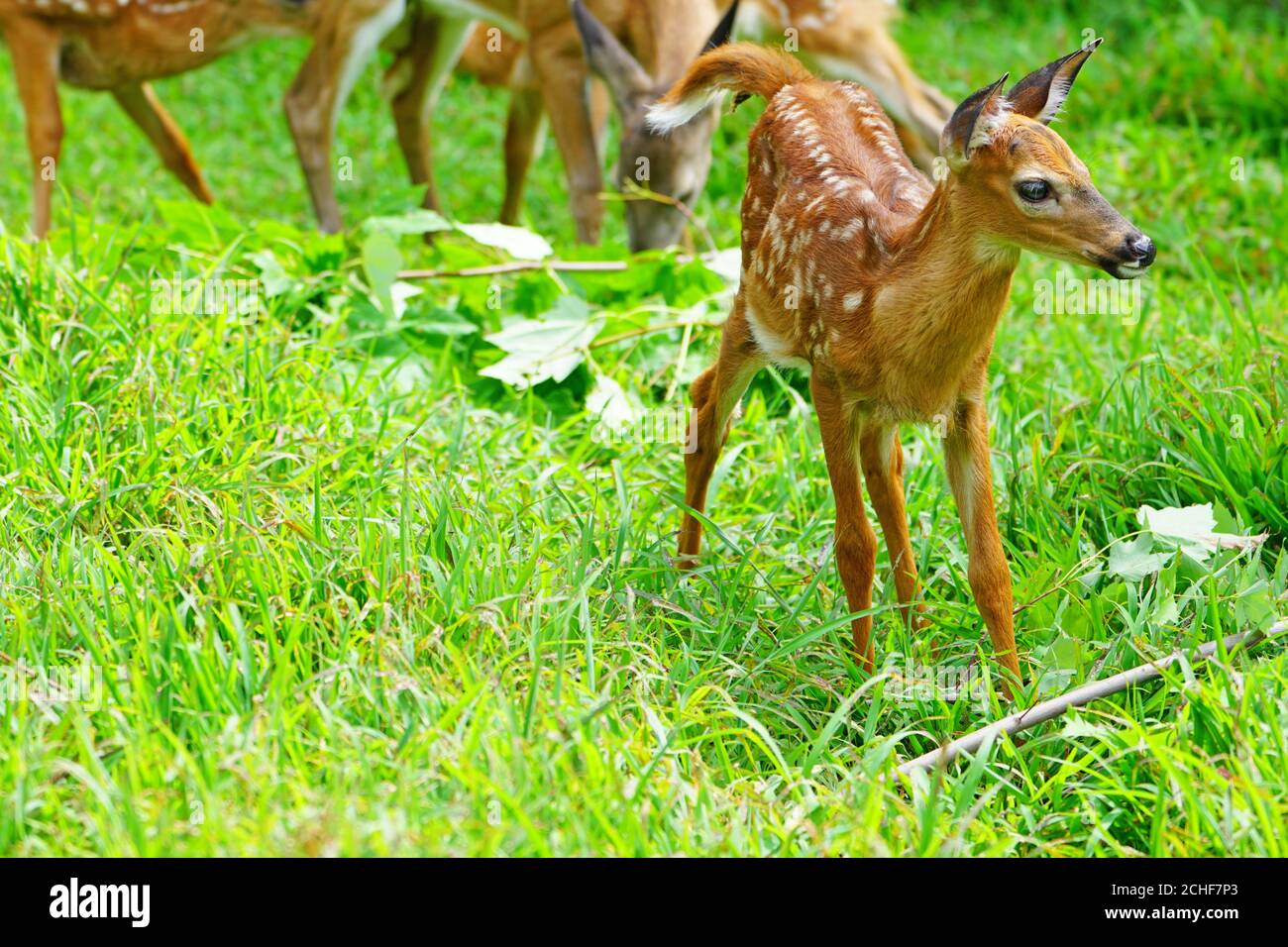 View of a spotted baby fawn Stock Photo - Alamy