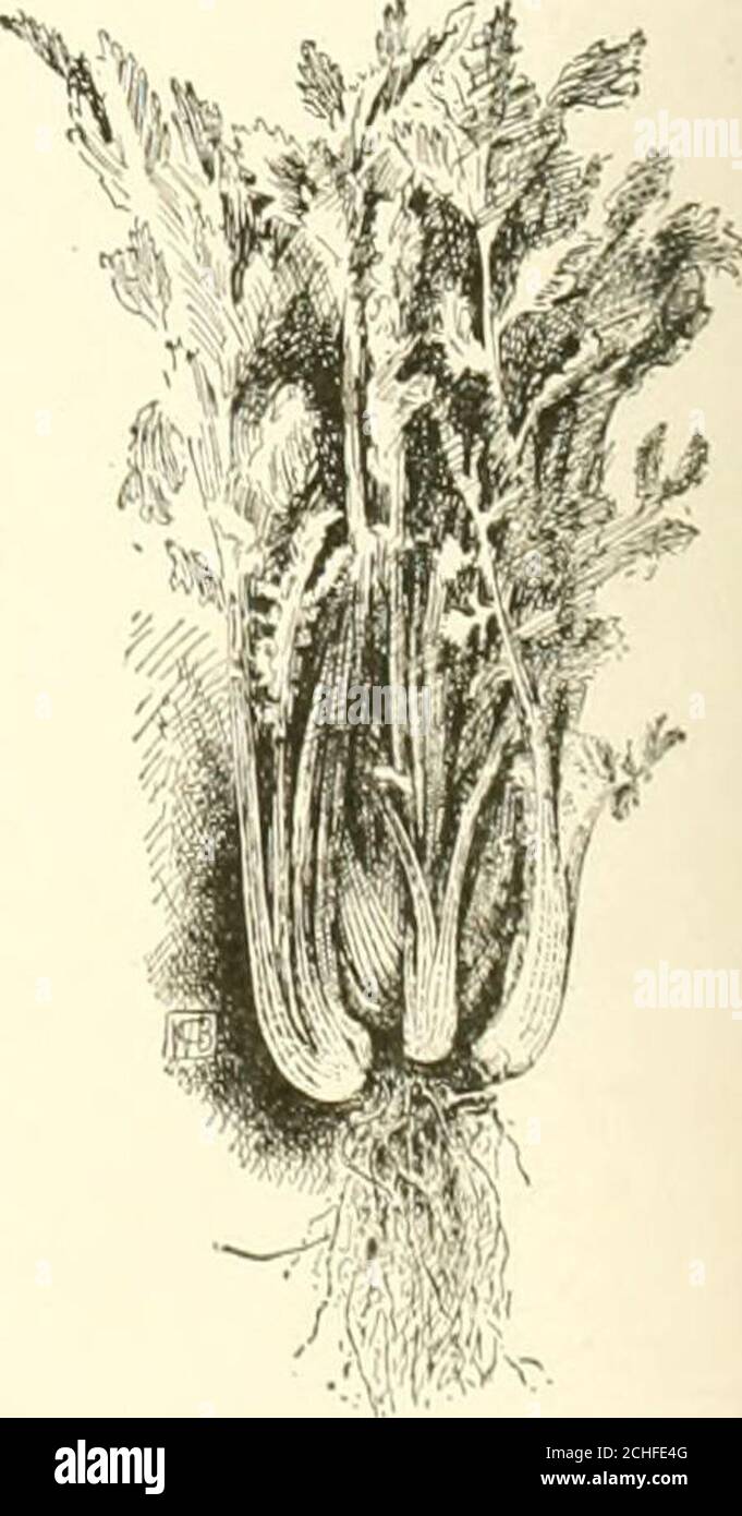 . The standard cyclopedia of horticulture; a discussion, for the ...