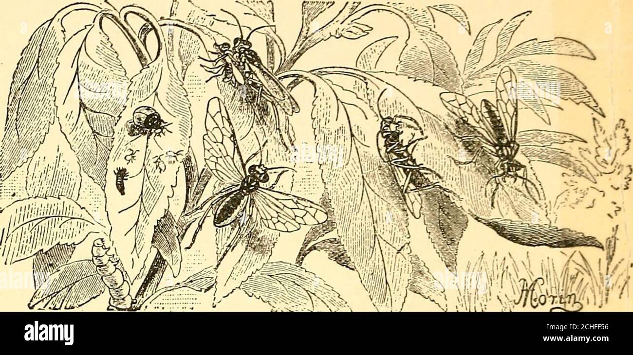 . Injurious insects and the use of insecticides [microform] : a new ...