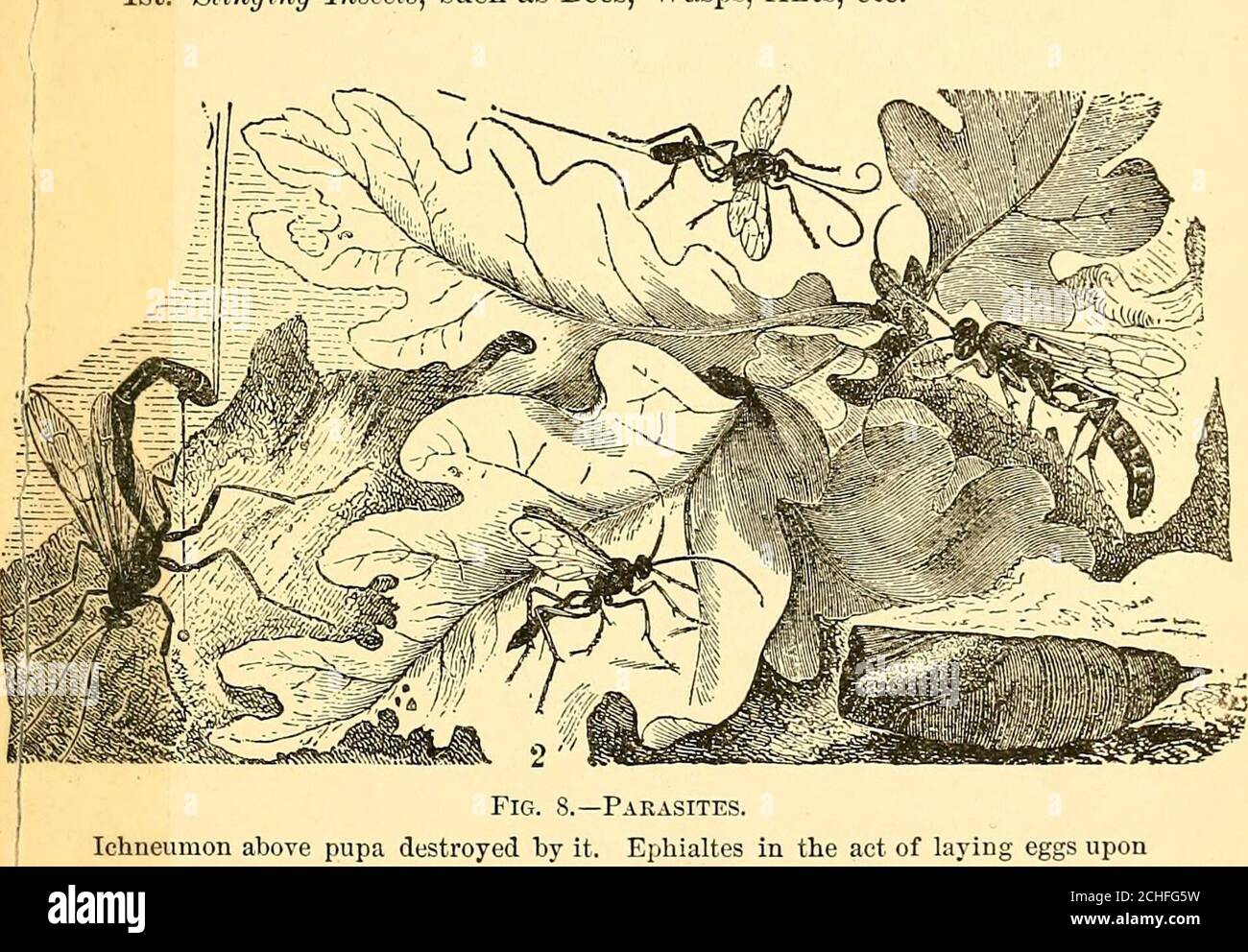 . Injurious insects and the use of insecticides [microform] : a new ...