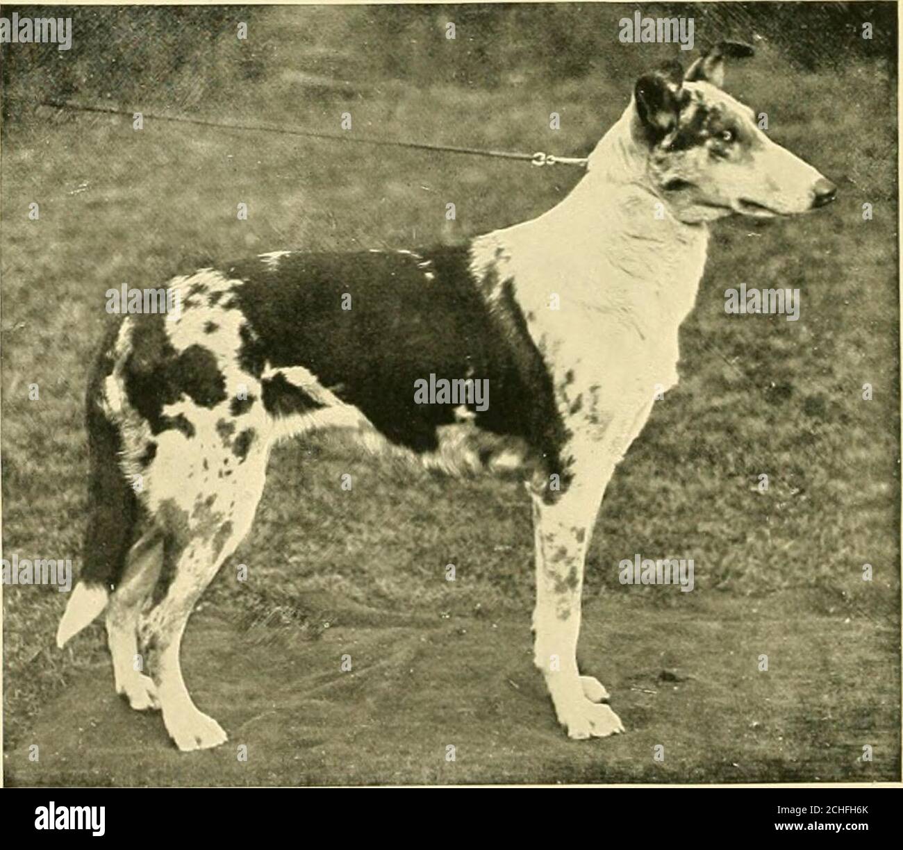 What Is A Dam In Dog Breeding