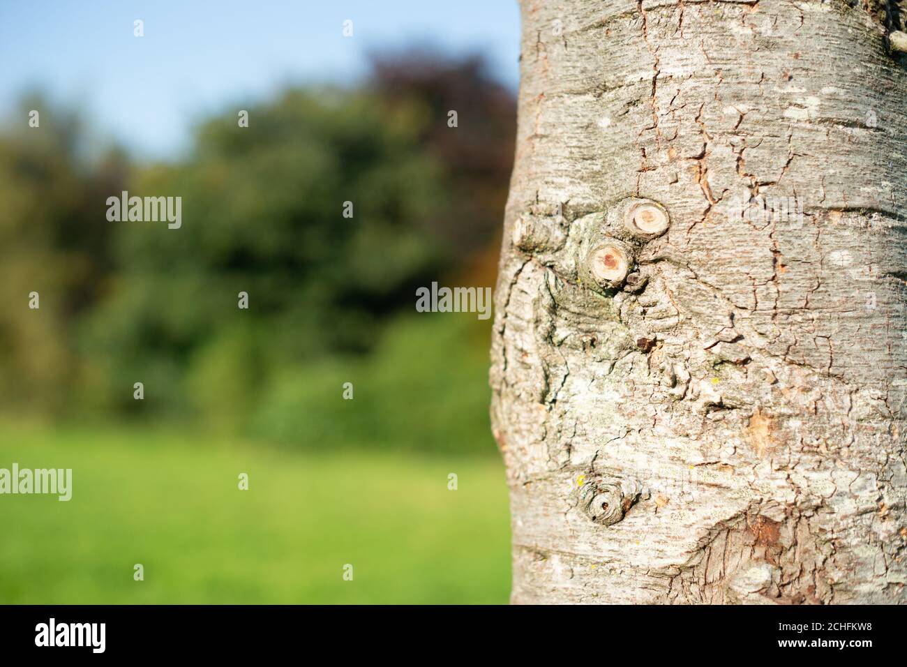 Tree trunk in a large open country park on a warm summer day, UK Stock ...