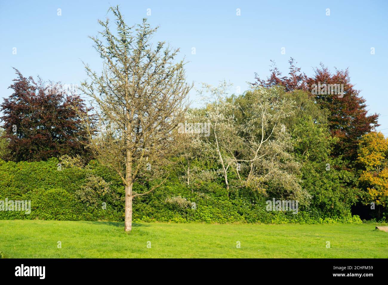 Lone tree with grass and trees, bushes in background, Philips Park ...