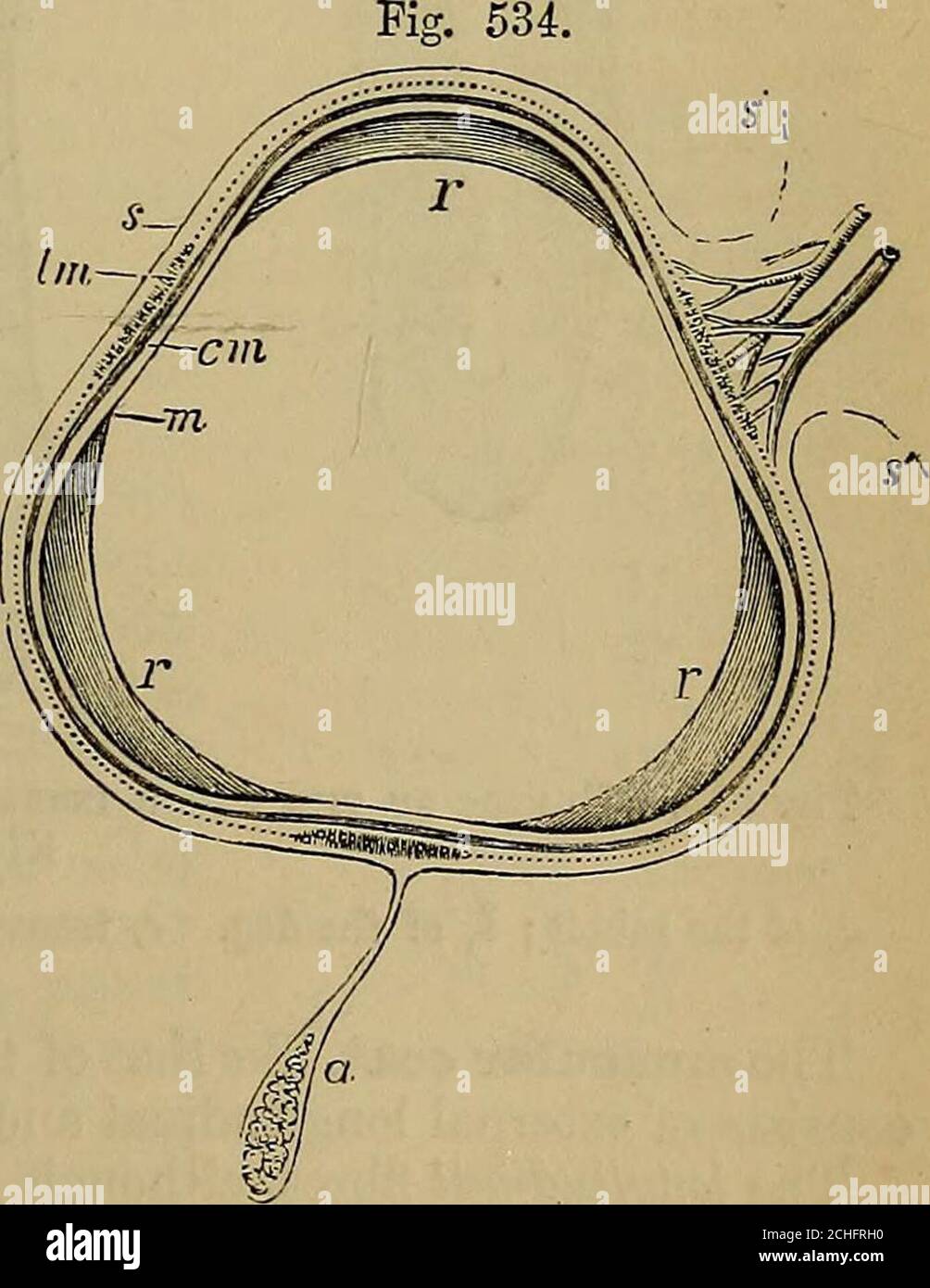 . Quain's elements of anatomy . se, Dissert., Breslau, 1880(crypts of ...