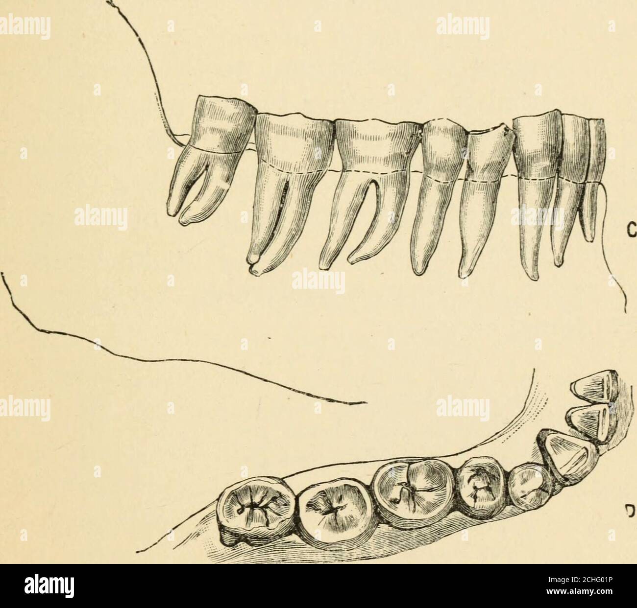 . The teeth in health and disease . Fki. 13.—Side View and Masticating ...