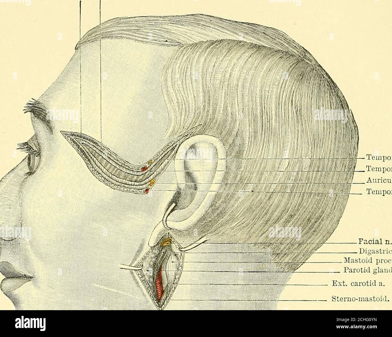 . Text-book of operative surgery . rt of the incision. This second part ...
