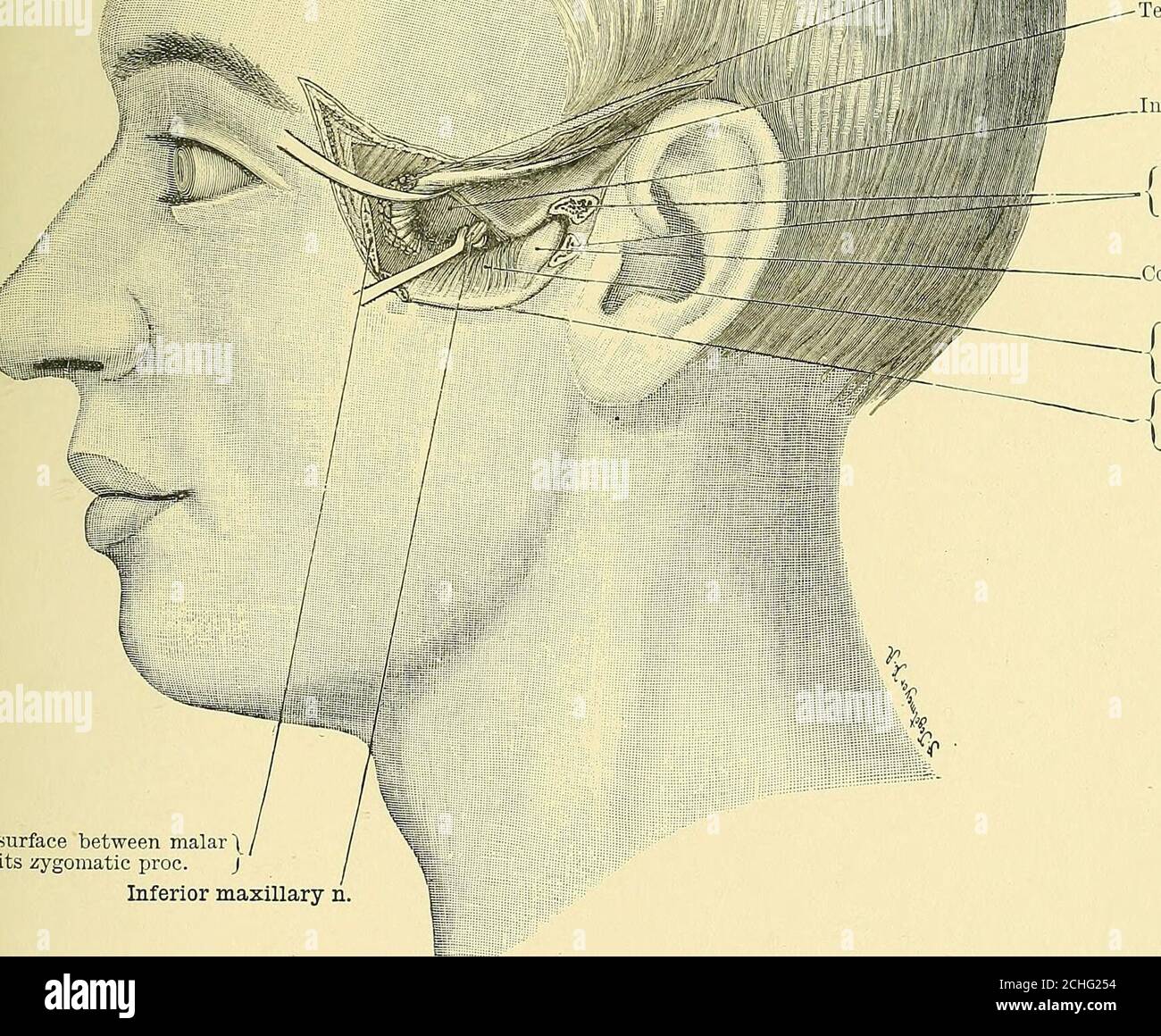 . Text-book of operative surgery . f Cut surface of temporal m.. iwn ...
