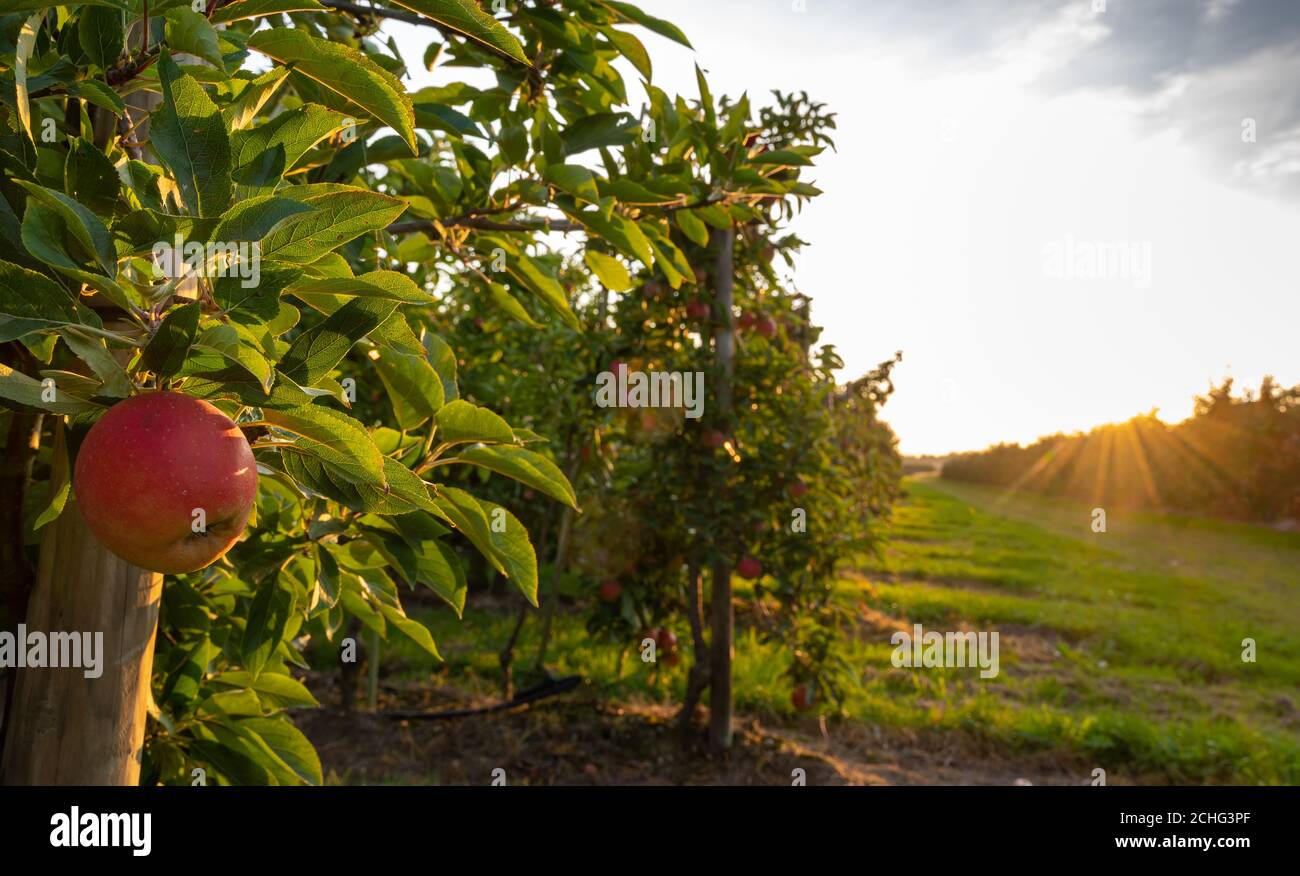 Ecological orchard hi-res stock photography and images - Alamy