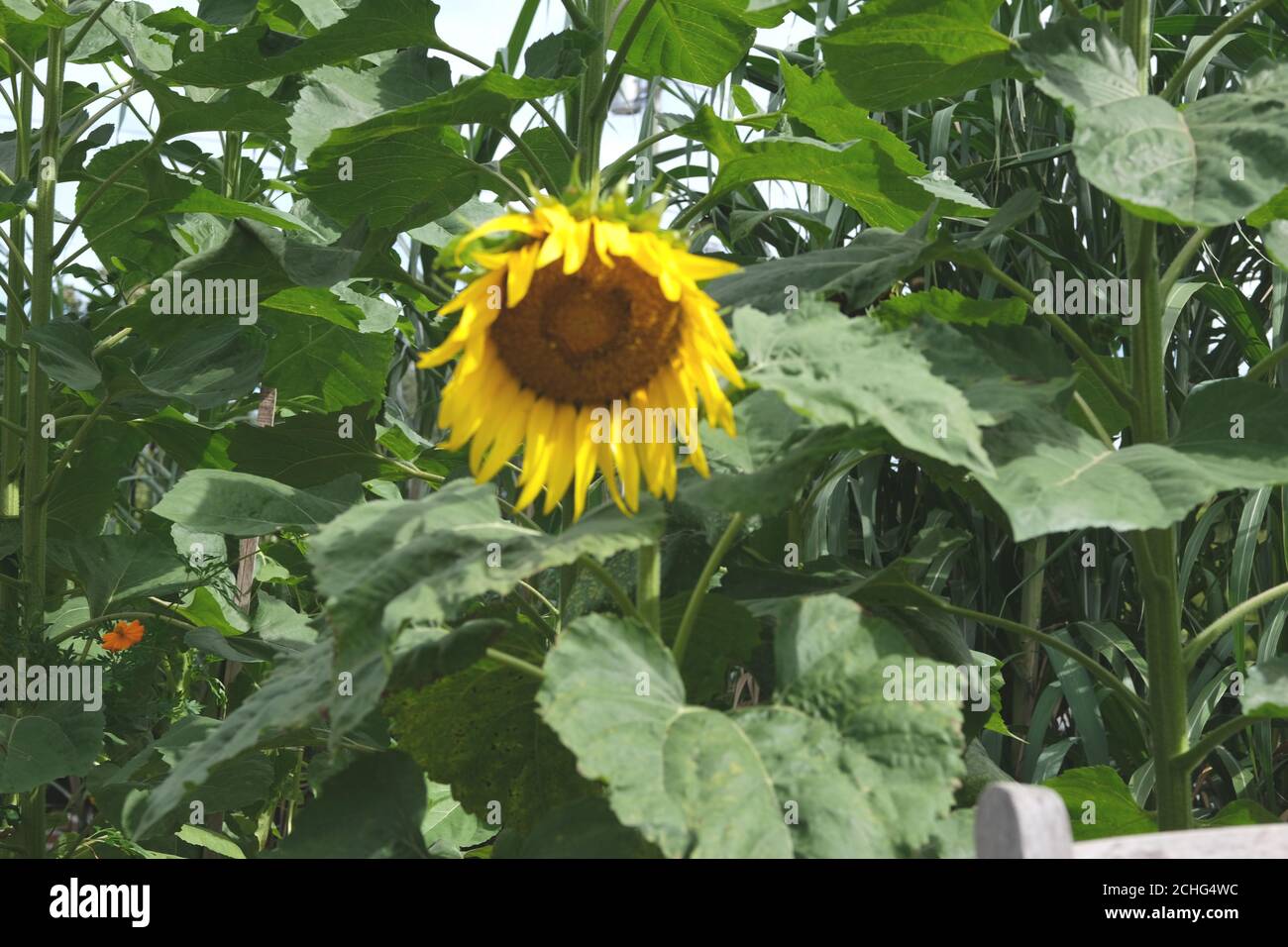 Urban Rain Gardens Are Very Popular (There Are 4 in My Immediate Area ...