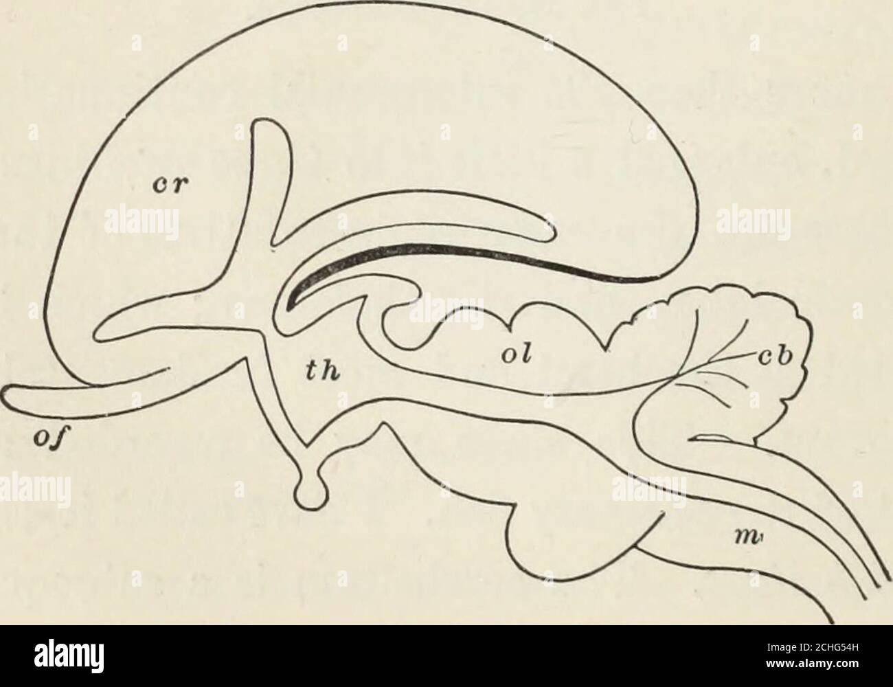 . Evolution; its nature, its evidences, and its relation to religious ...