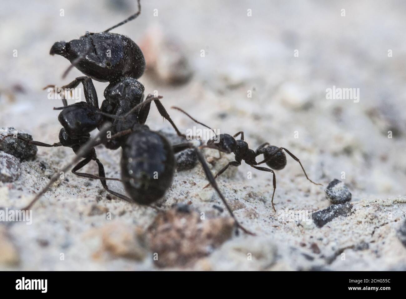 Closeup shot of ants on the ground Stock Photo - Alamy