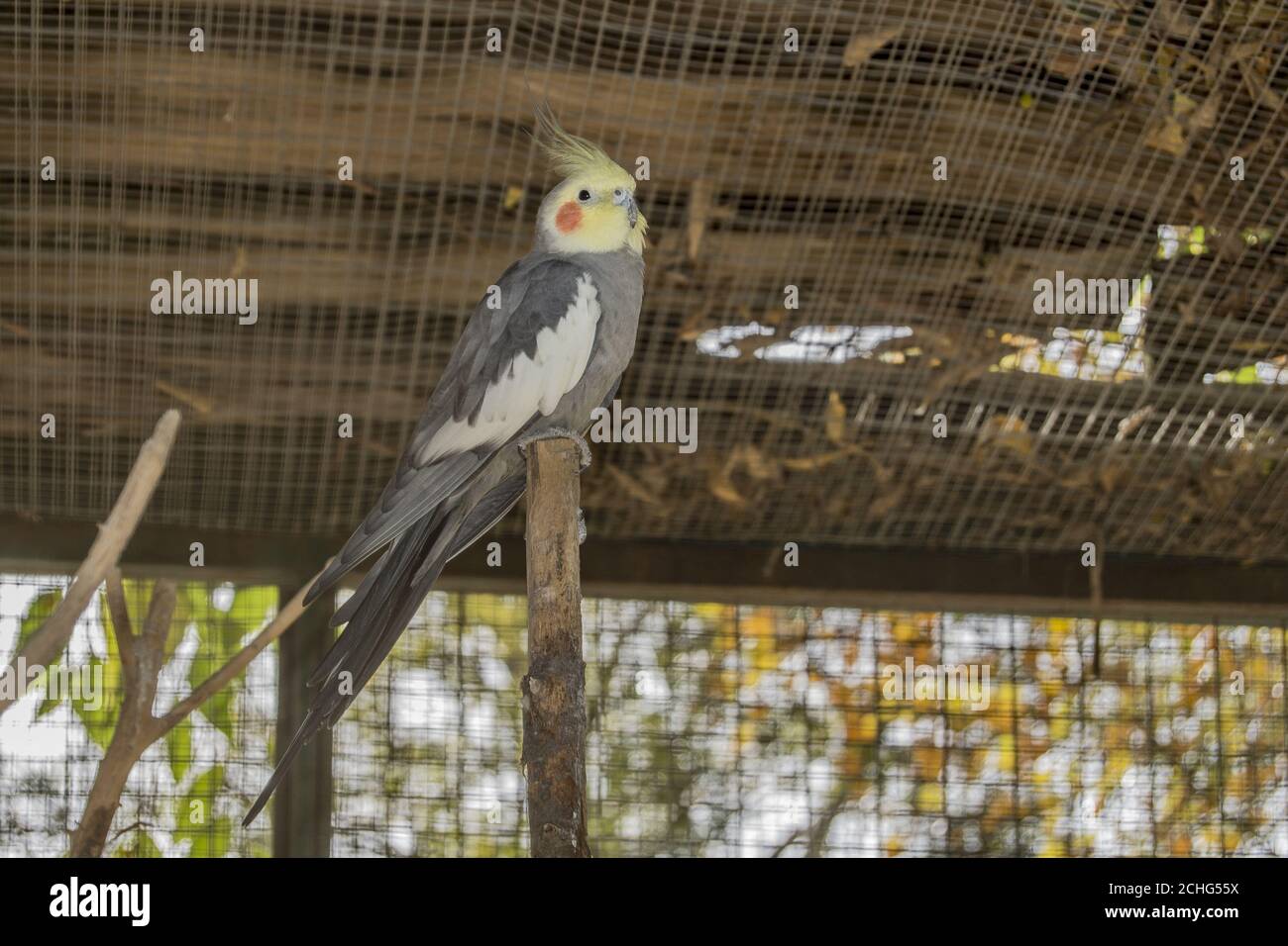 Low angle shot of a parrot on a perch Stock Photo - Alamy