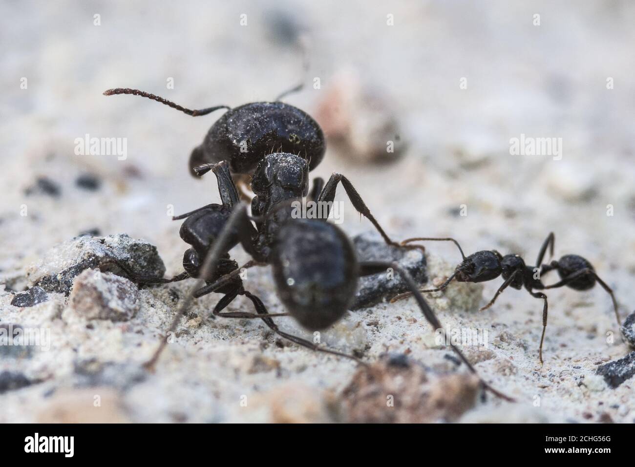 Diversity of ants hi-res stock photography and images - Alamy