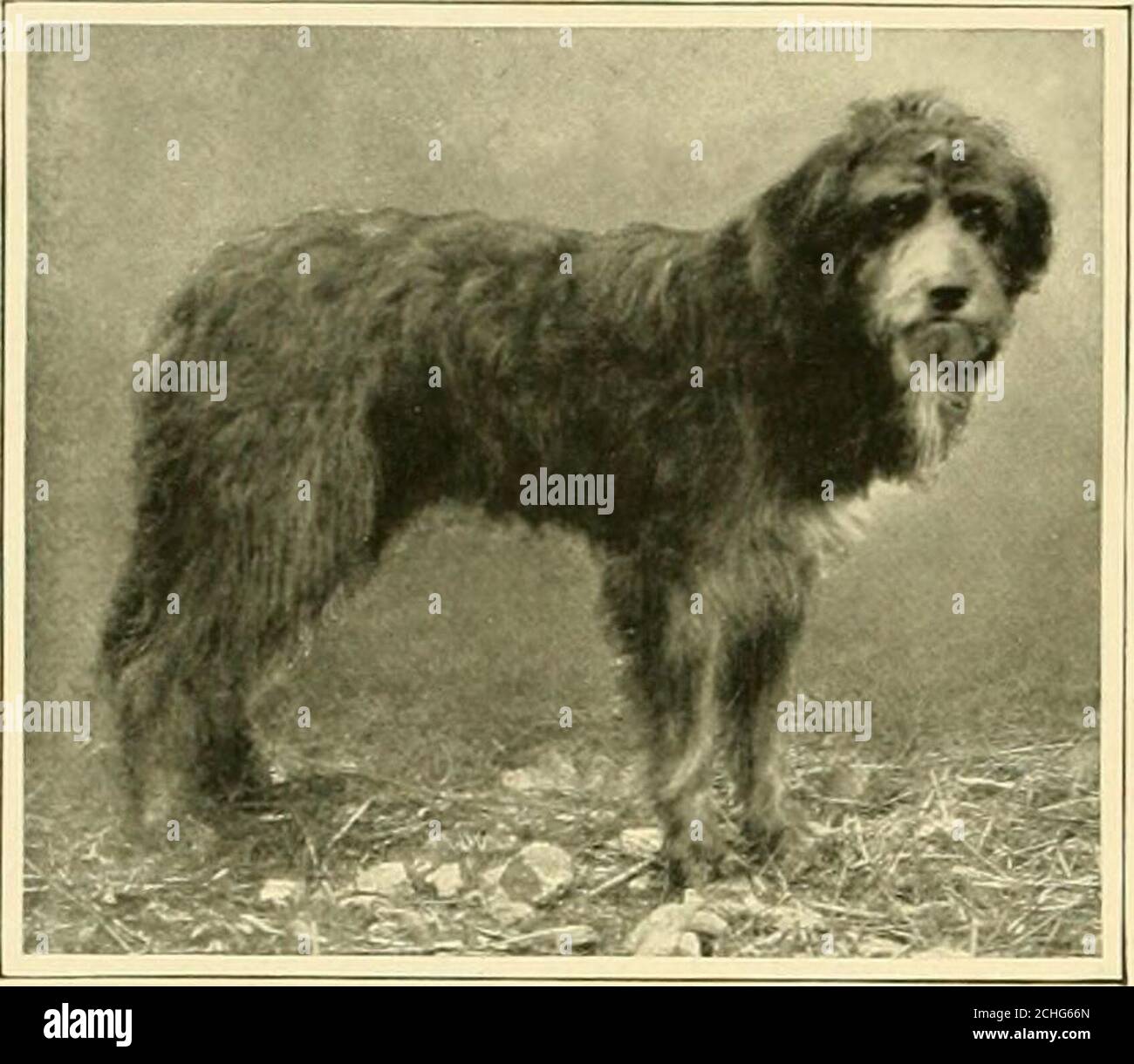 Kepis hi-res stock photography and images - Alamy