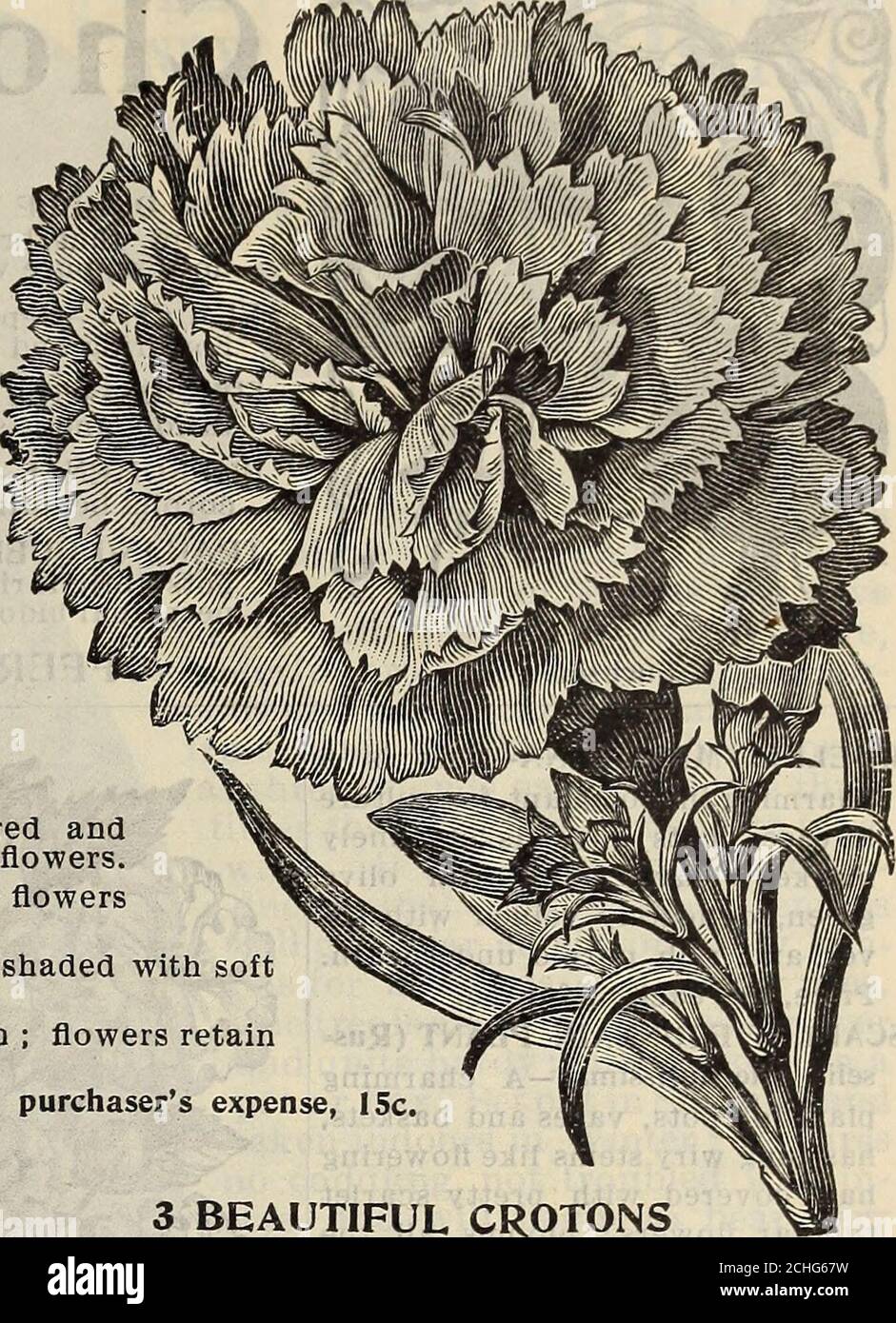 Variegated carnation flowers hi-res stock photography and images - Alamy