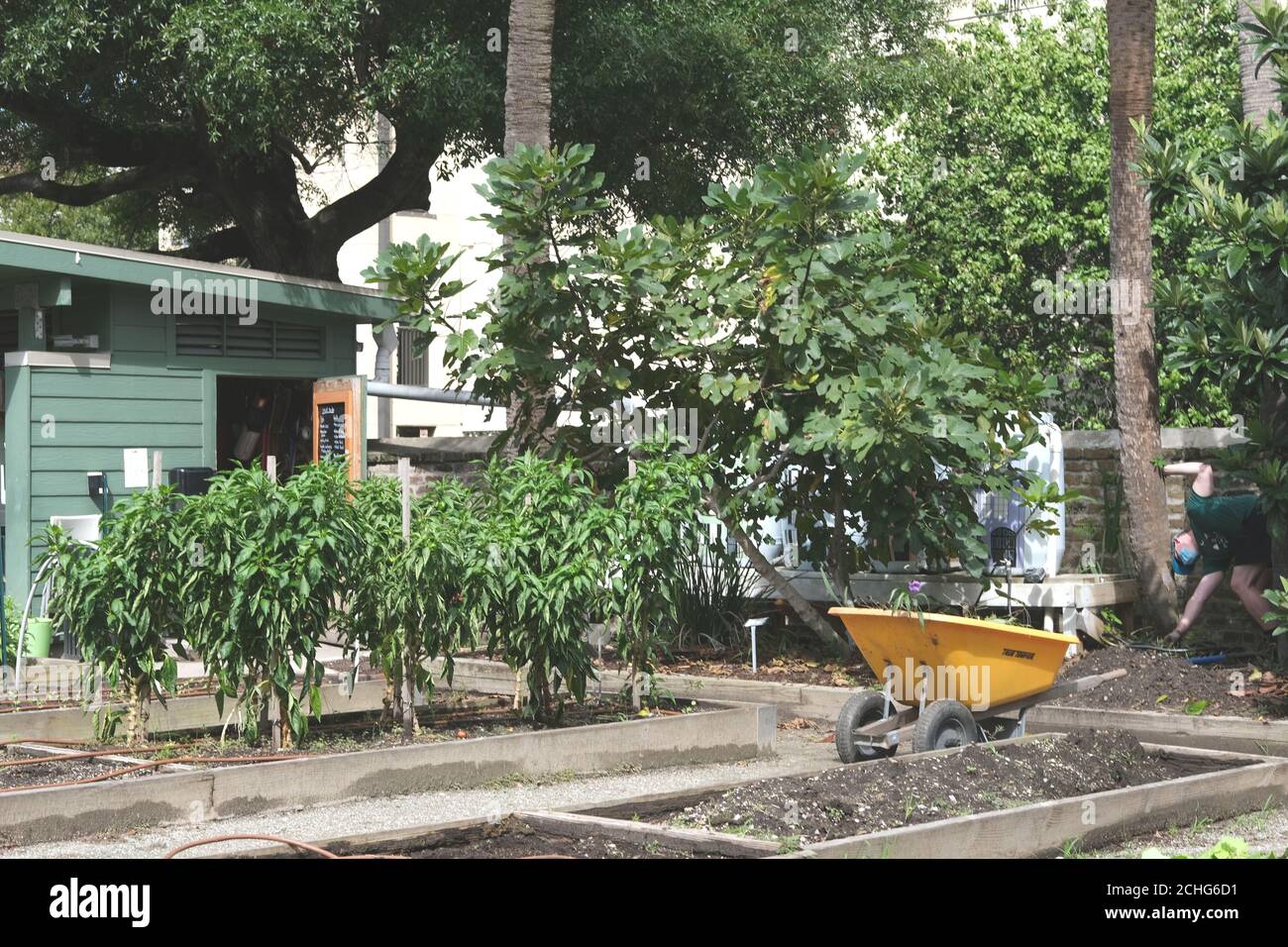 Urban Rain Gardens Are Very Popular (There Are 4 in My Immediate Area ...