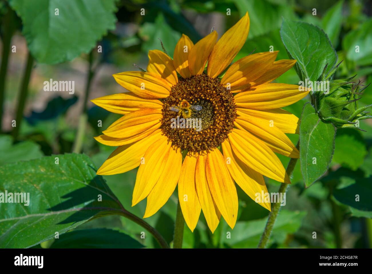 Girasoles helianthus annuus hi-res stock photography and images - Alamy