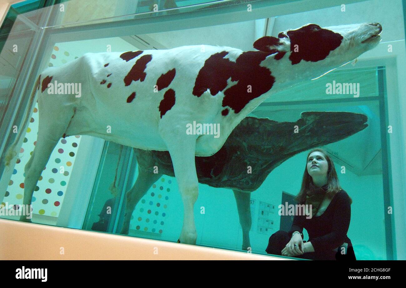Damien Hirst's Mother and Child Divided, an art work comprised of a cow ...