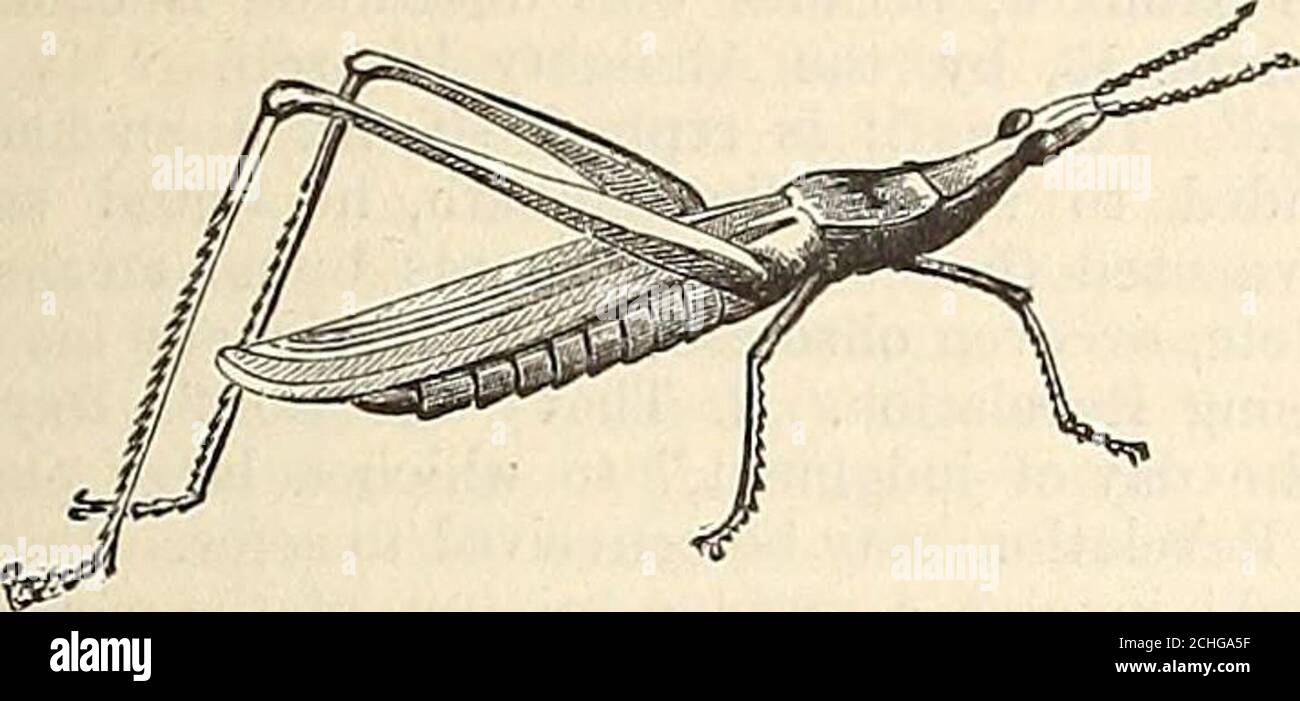 . A comprehensive dictionary of the Bible . rial orthoplerovs insect ...